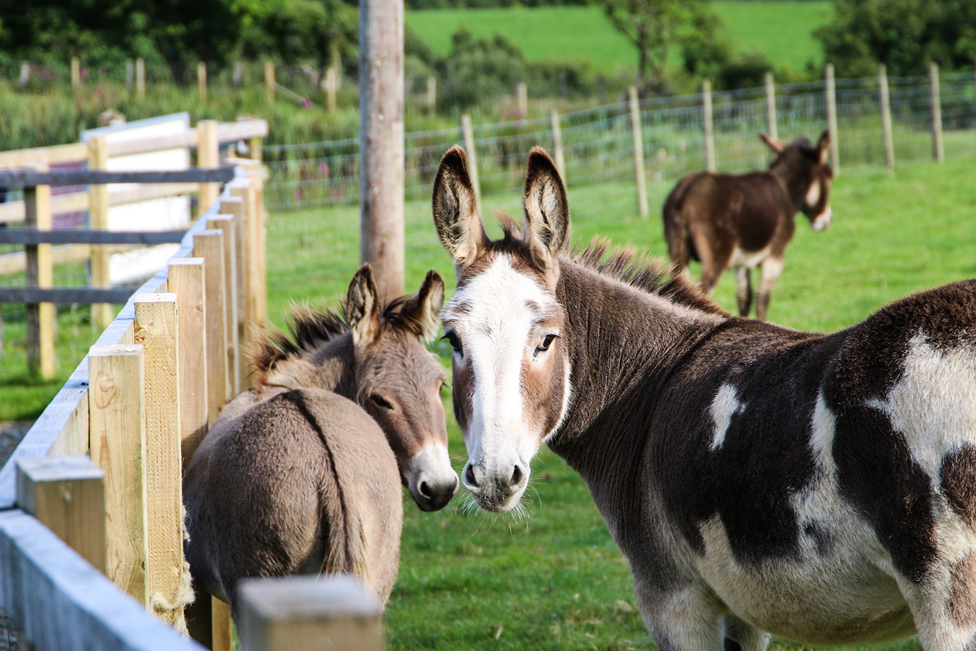 Cwmcoedog Cottages and Glamping
